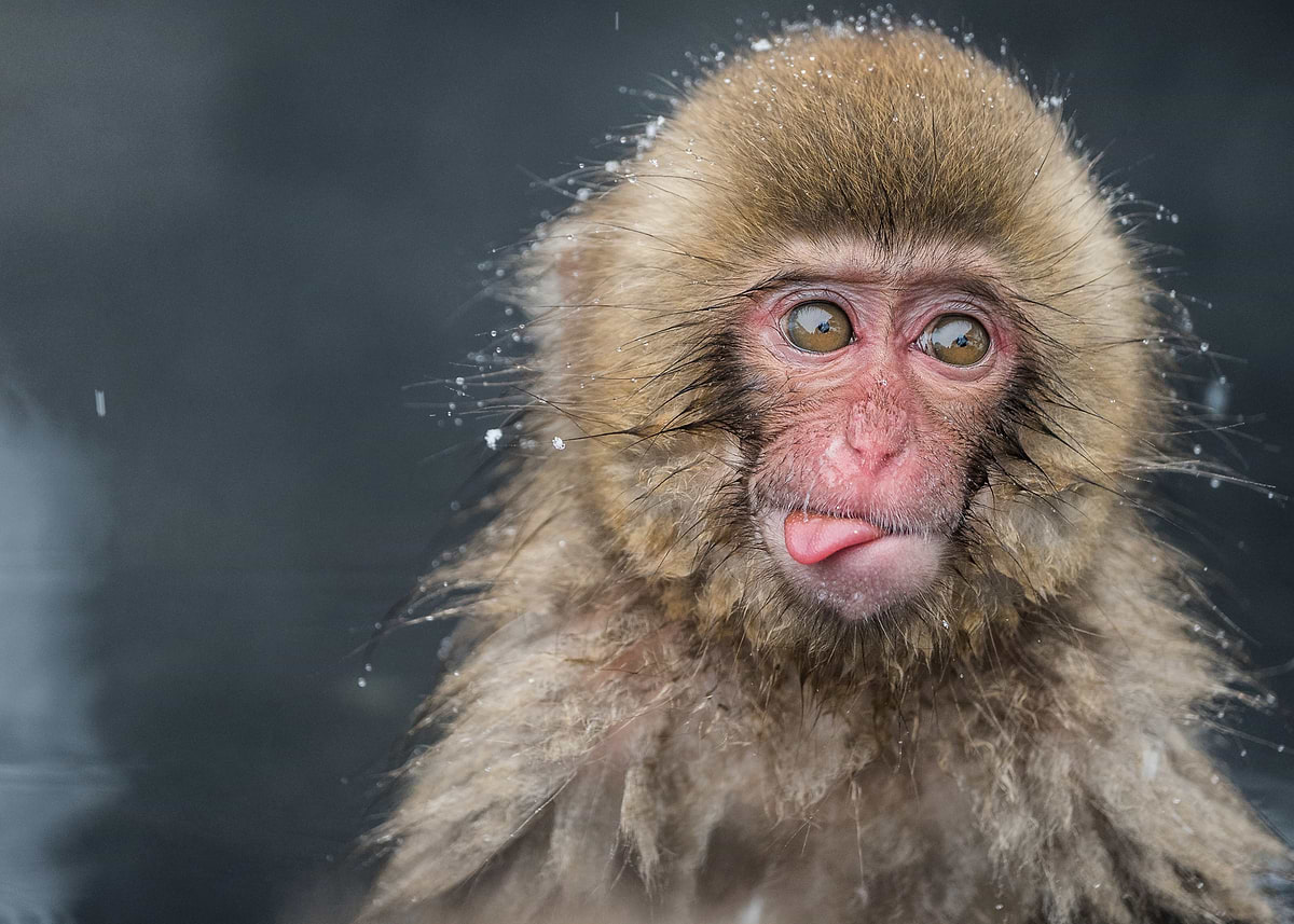 'Monkey' Poster, picture, metal print, paint by World Class Photos ...