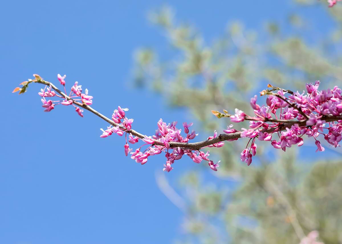 'Blooming redbud tree' Poster, picture, metal print, paint by Katie ...