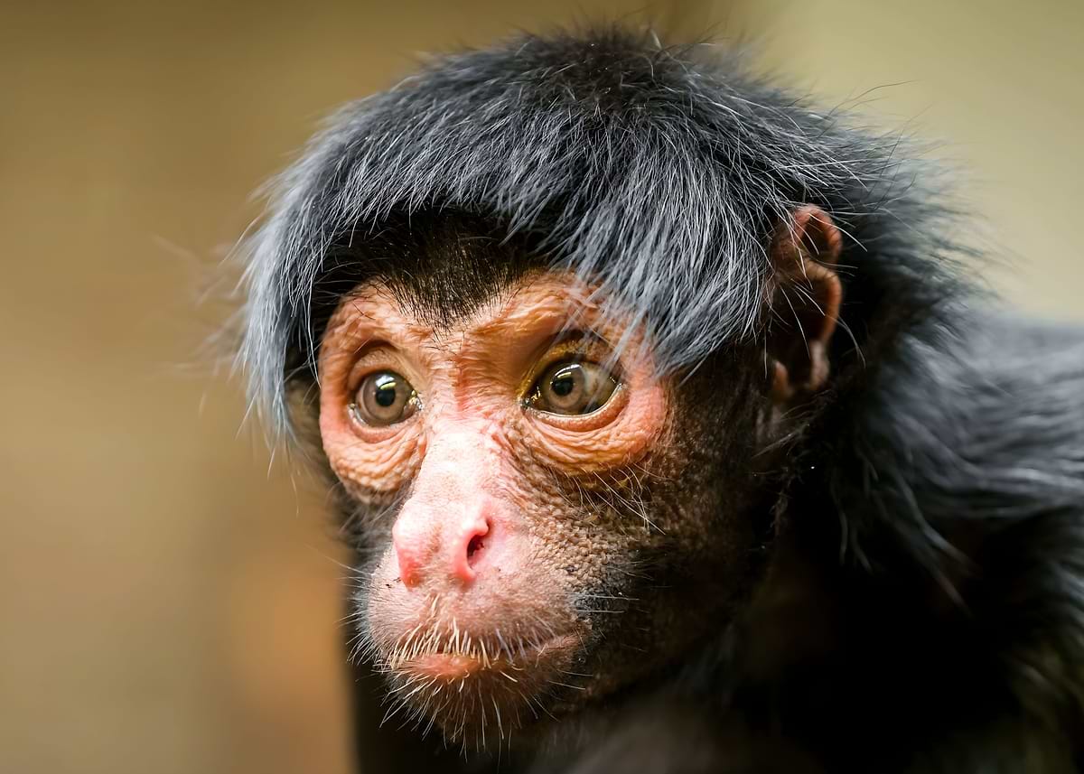 'Spider Monkey' Poster, picture, metal print, paint by Desira art ...