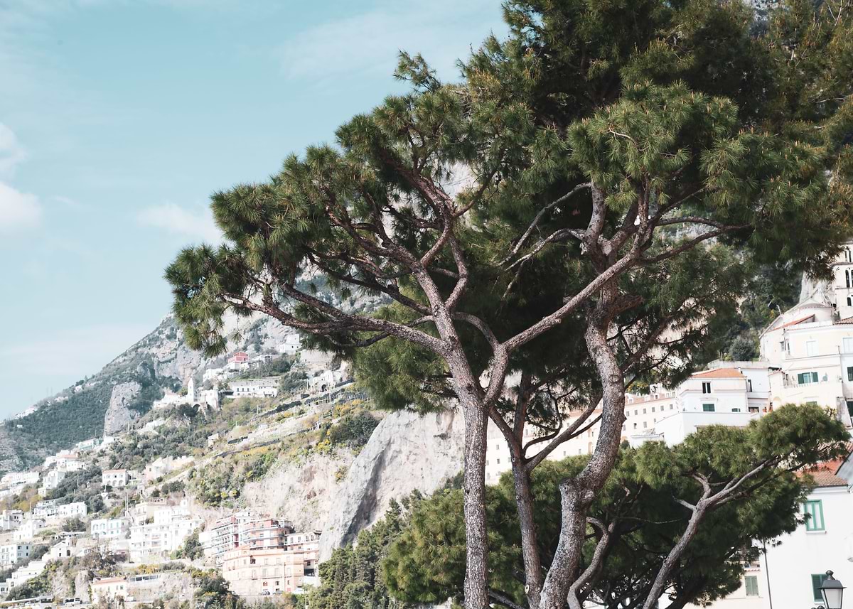 'Bella Amalfi Pine Tree 1' Poster, picture, metal print, paint by Anita ...