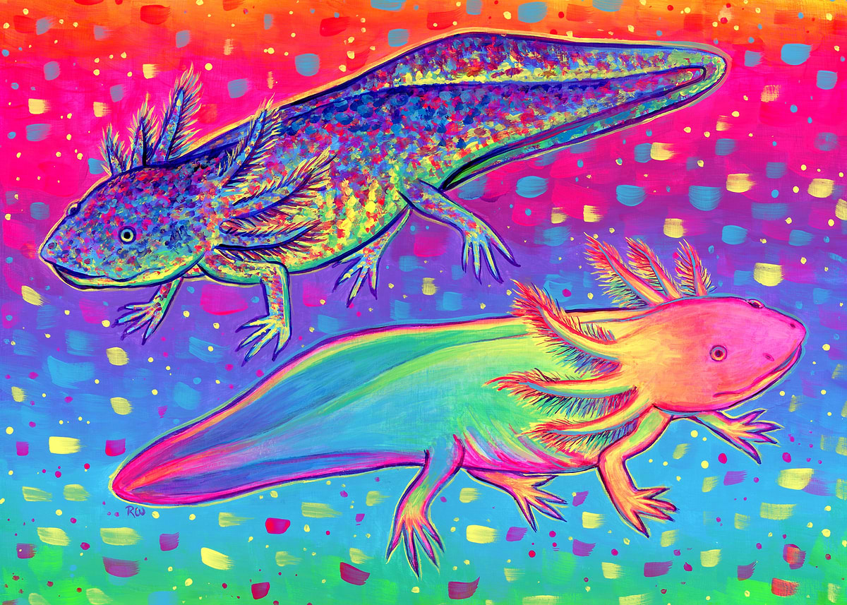 'Rainbow Axolotl' Poster, picture, metal print, paint by Rebecca Wang ...
