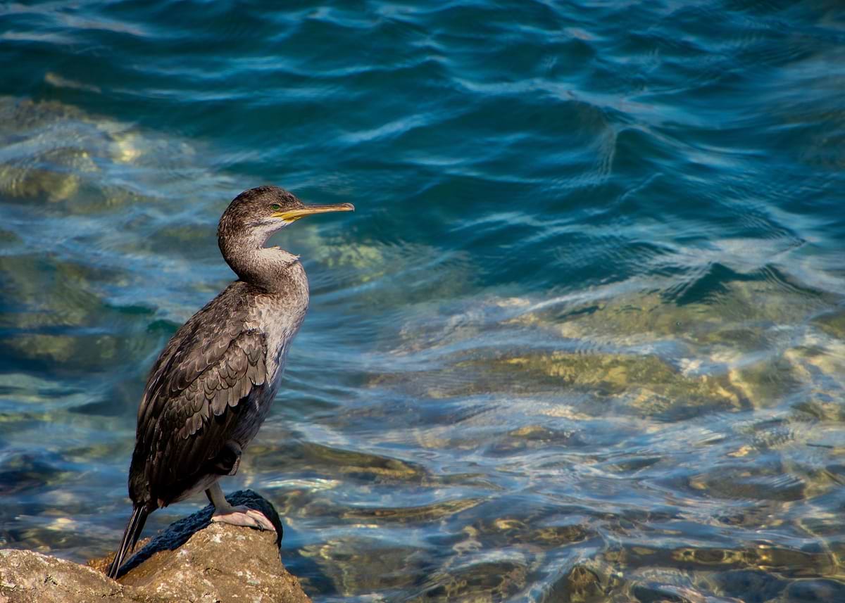 'Lone Great Cormorant' Poster, picture, metal print, paint by Art Shack ...