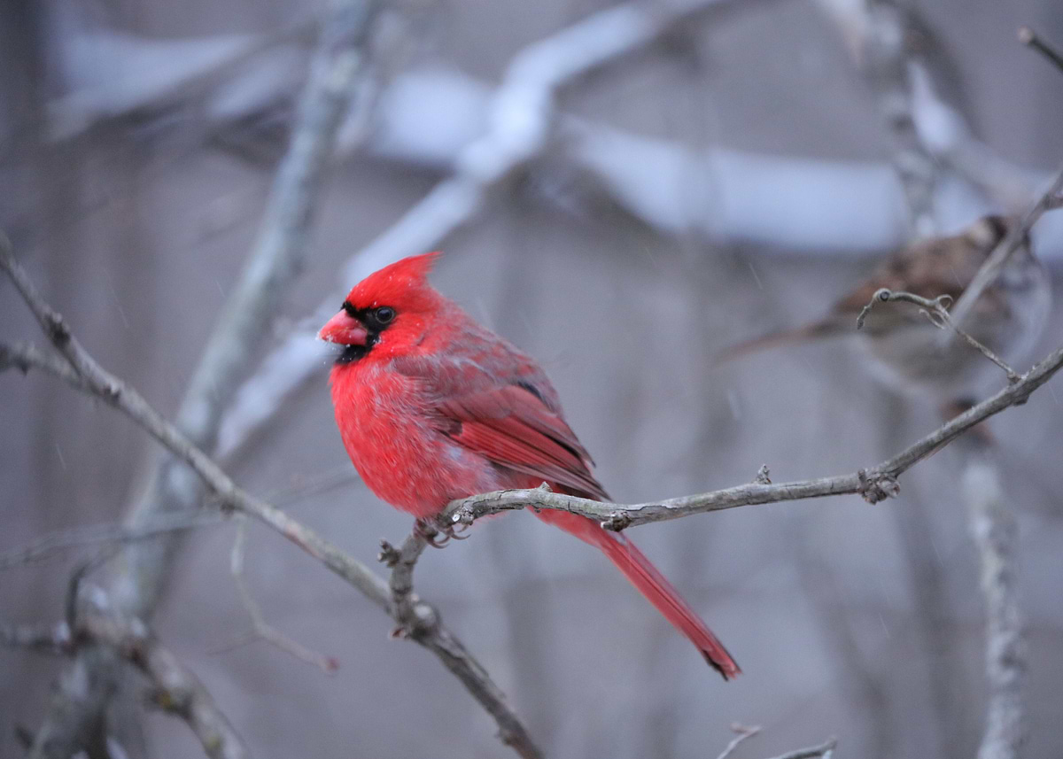 'Red Cardinal' Poster, picture, metal print, paint by Melanie Kowasic ...