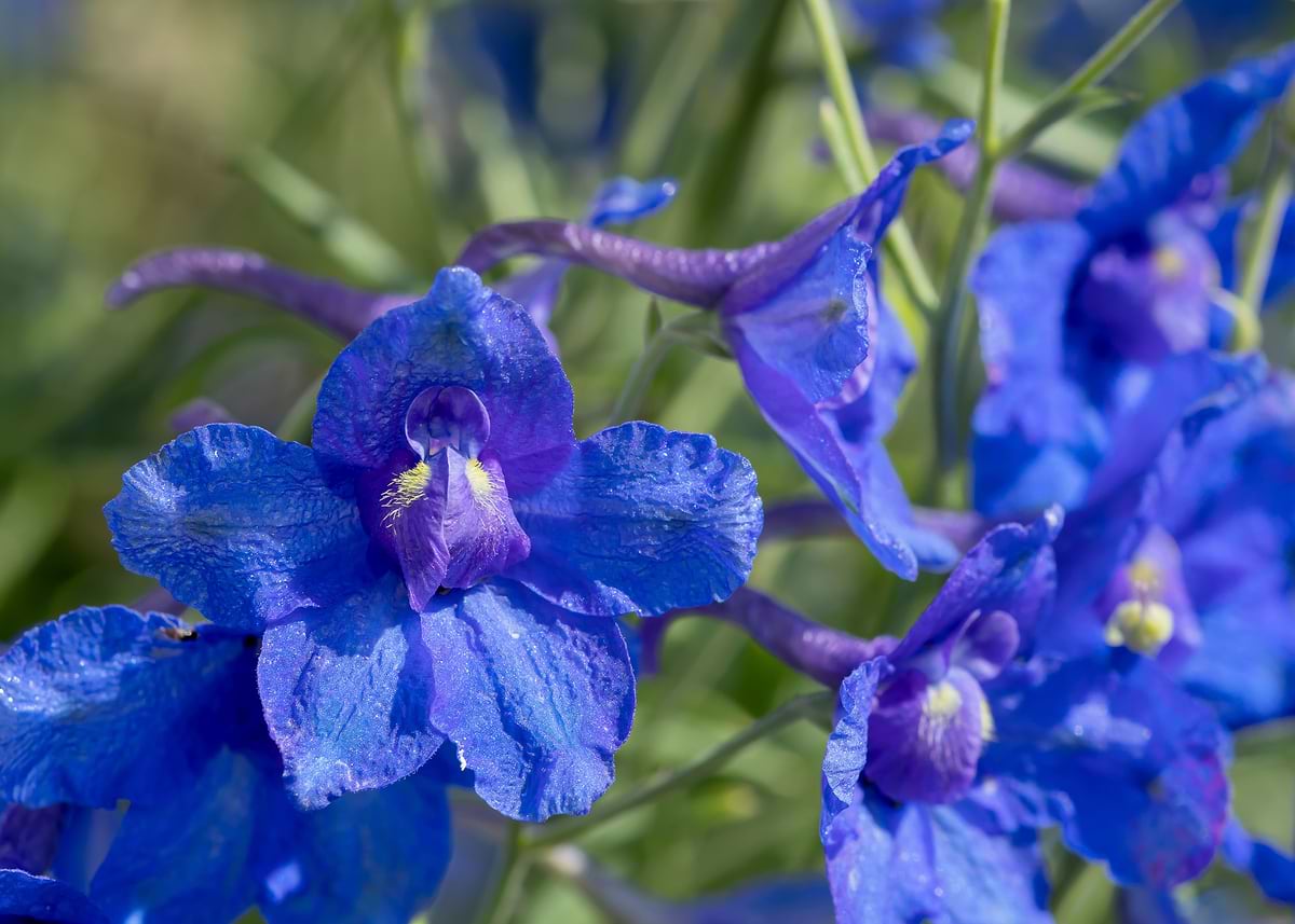 'Blue delphinium flowers' Poster, picture, metal print, paint by Katie ...
