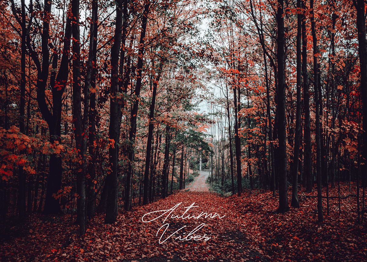 'Autumn Vibes ' Poster, picture, metal print, paint by Big City | Displate