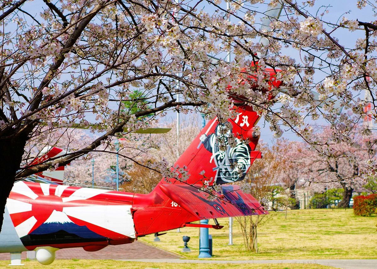 'Helicopter Under Cherry Blossoms' Poster, picture, metal print, paint ...