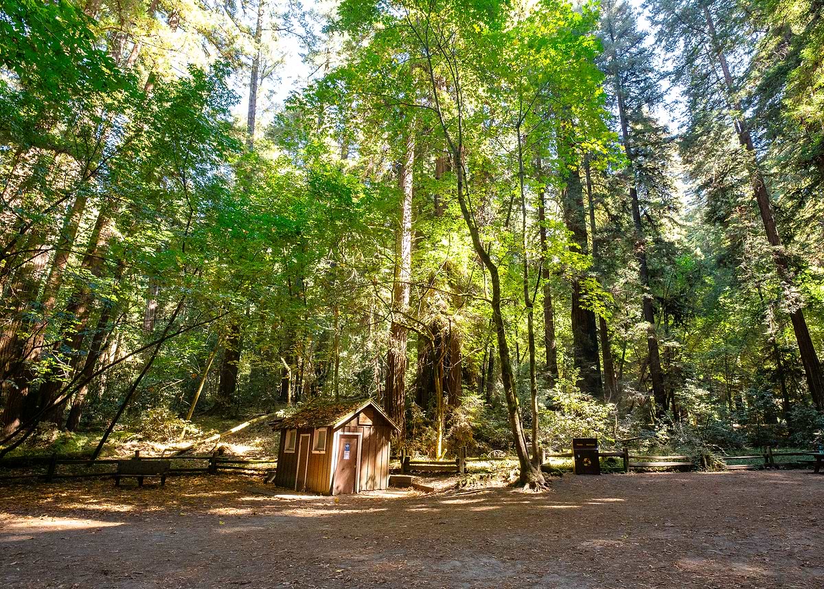 'Little Cabin among the Redwoods' Poster, picture, metal print, paint ...