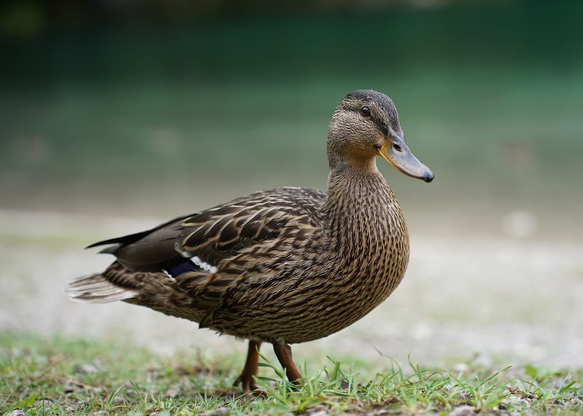 'Mallard Duck' Poster, picture, metal print, paint by Jacob | Displate