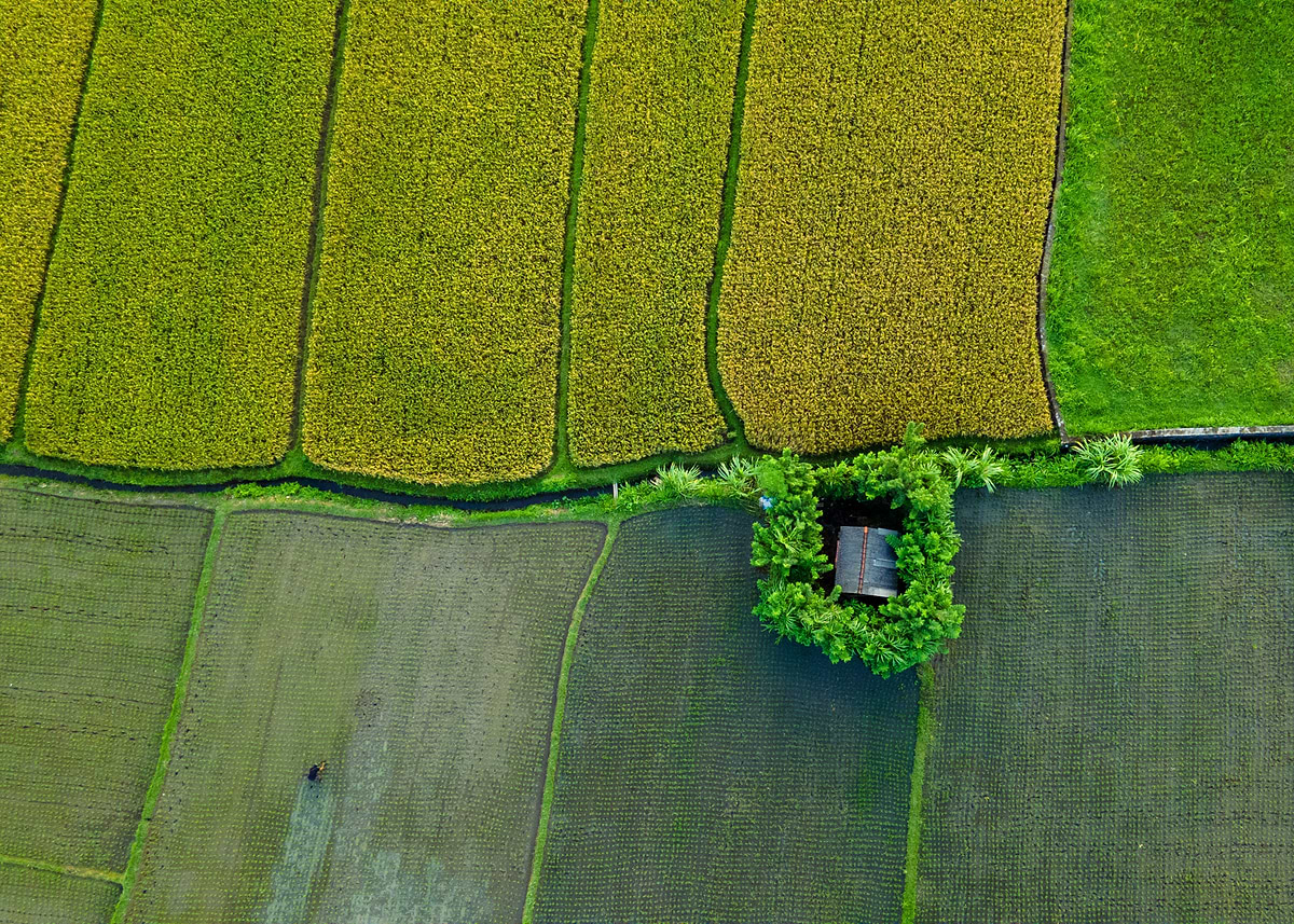 'Aerial View of Rice Paddies' Poster, picture, metal print, paint by ...