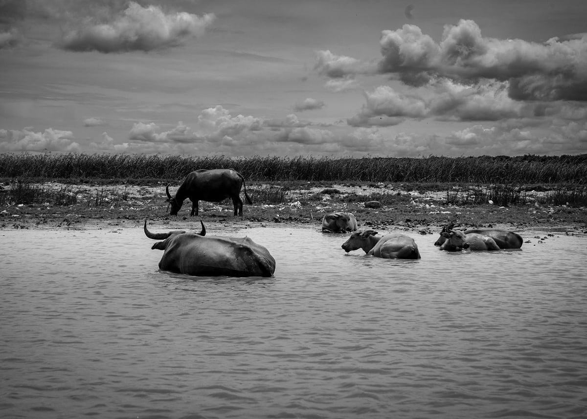 'Water Buffalo Herd' Poster, picture, metal print, paint by Nicolas ...