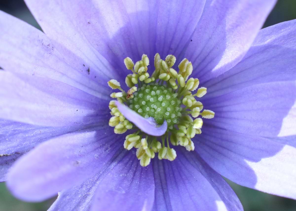 'Purple Flower Close-Up' Poster, picture, metal print, paint by Tisu ...