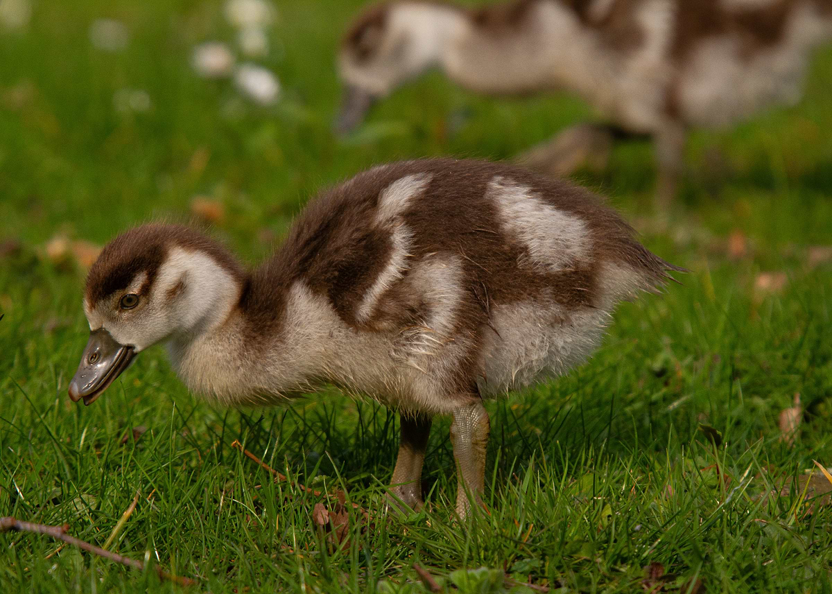'Goose Gosling in Grass' Poster, picture, metal print, paint by Suzanne ...