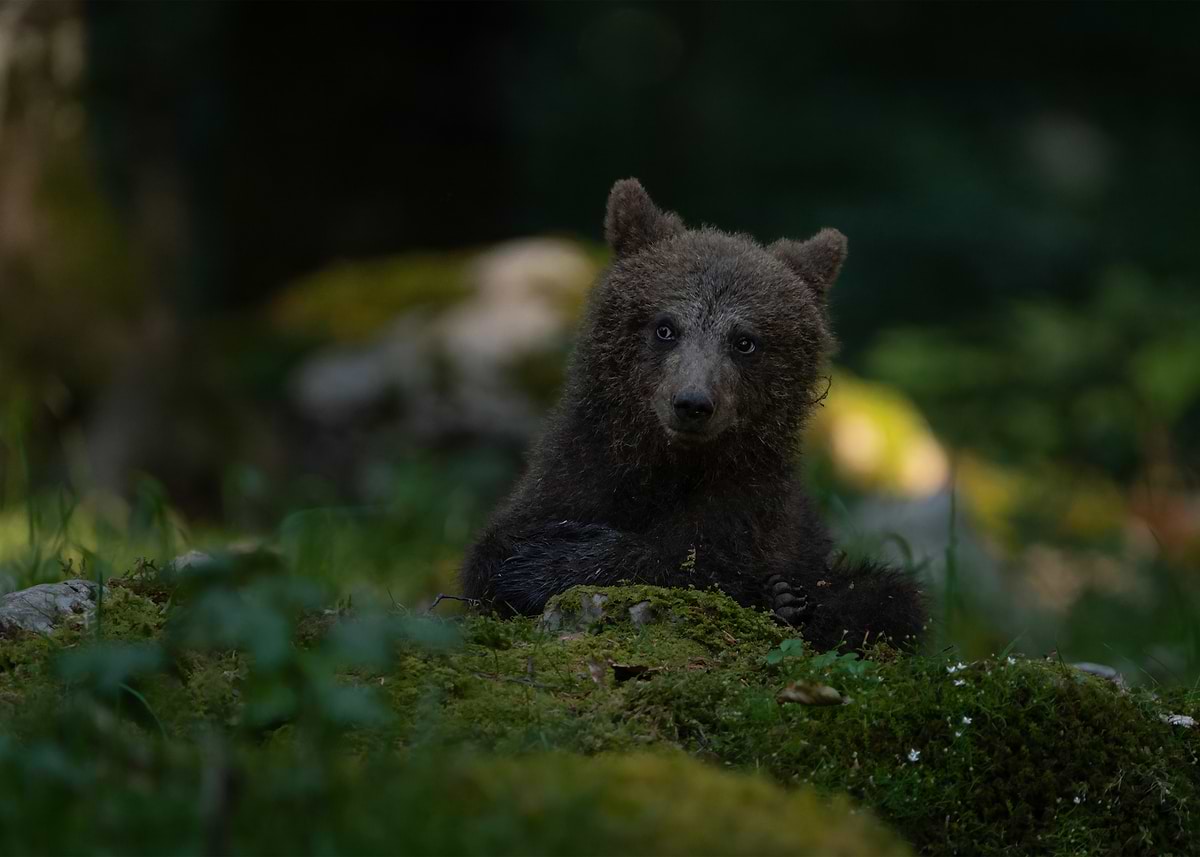 'Brown Bear Cub In Forest' Poster, picture, metal print, paint by ...