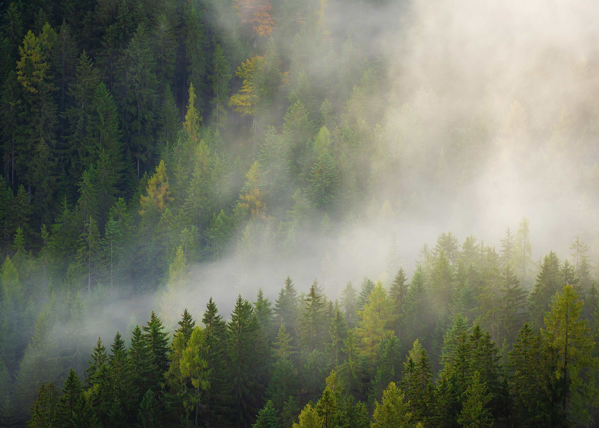'Misty Forest' Poster, picture, metal print, paint by Martin Wasilewski ...