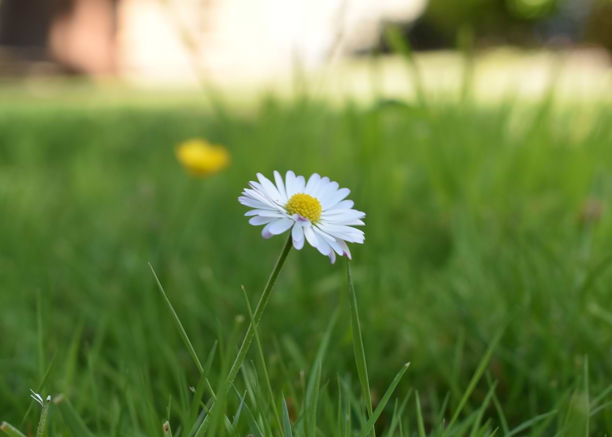 'Daisy in Green Grass' Poster, picture, metal print, paint by ...