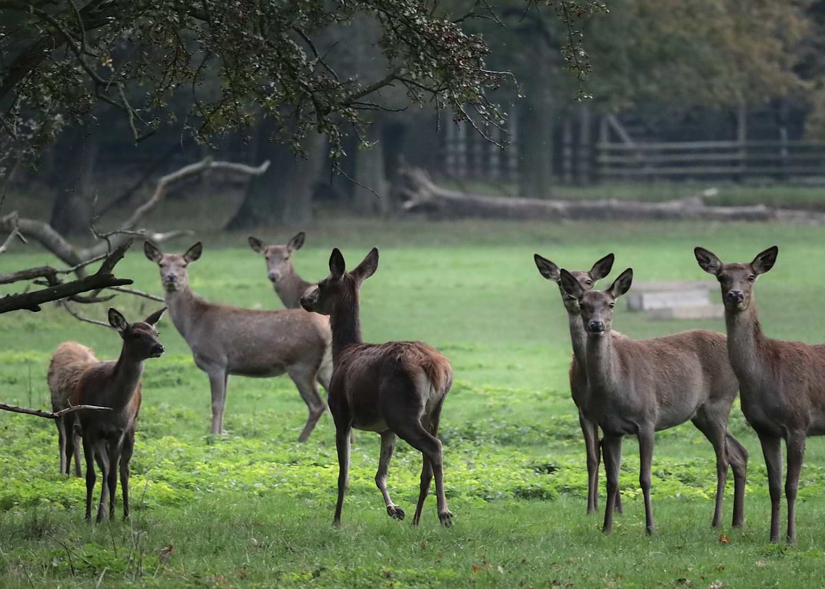 'Deer in a Meadow' Poster, picture, metal print, paint by Tisu ...