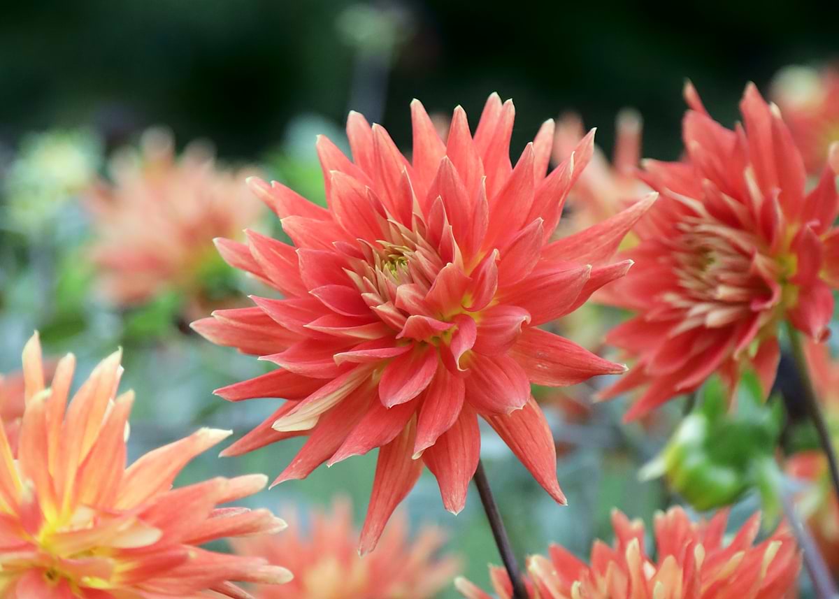 'Coral Dahlia Blooms' Poster, picture, metal print, paint by Tisu ...