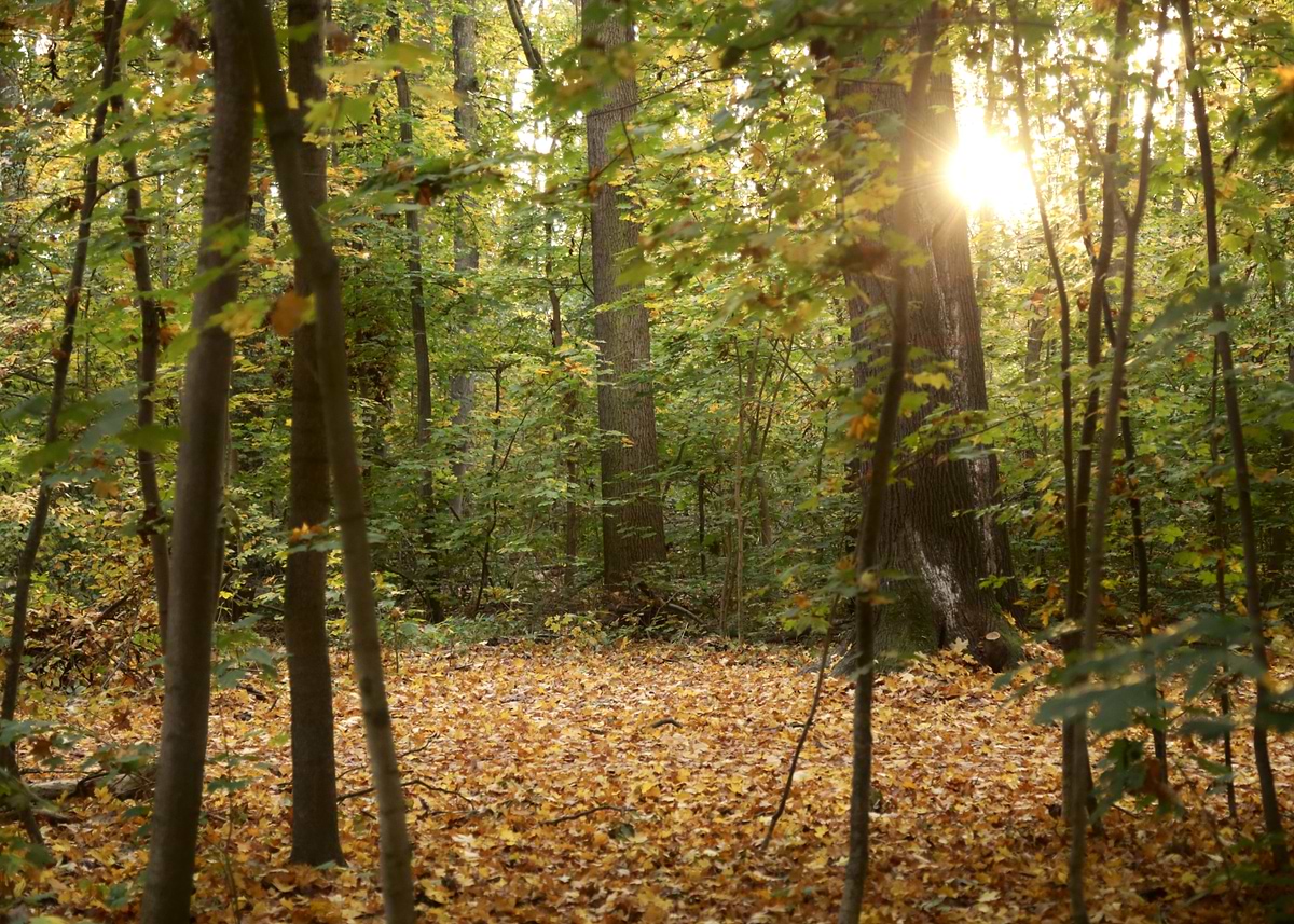 'Autumn Forest Sunlight' Poster, picture, metal print, paint by Tisu ...