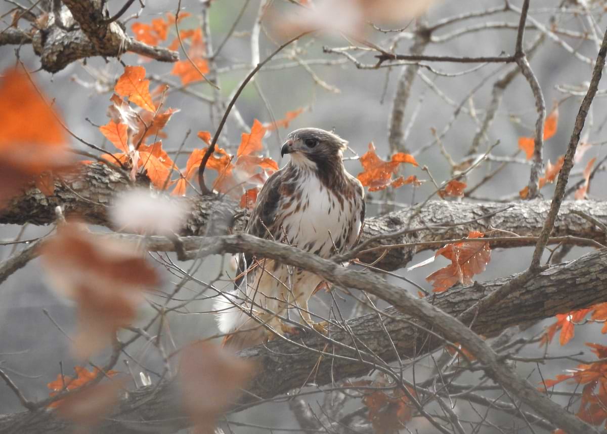 'Red-tailed Hawk in Autumn' Poster, picture, metal print, paint by A ...