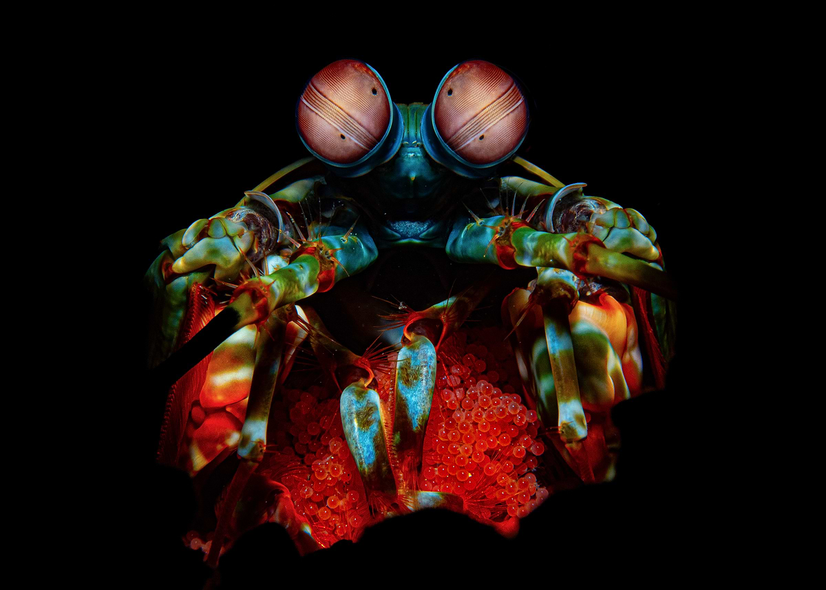 'Momma Mantis' Poster, picture, metal print, paint by Aliens From The ...