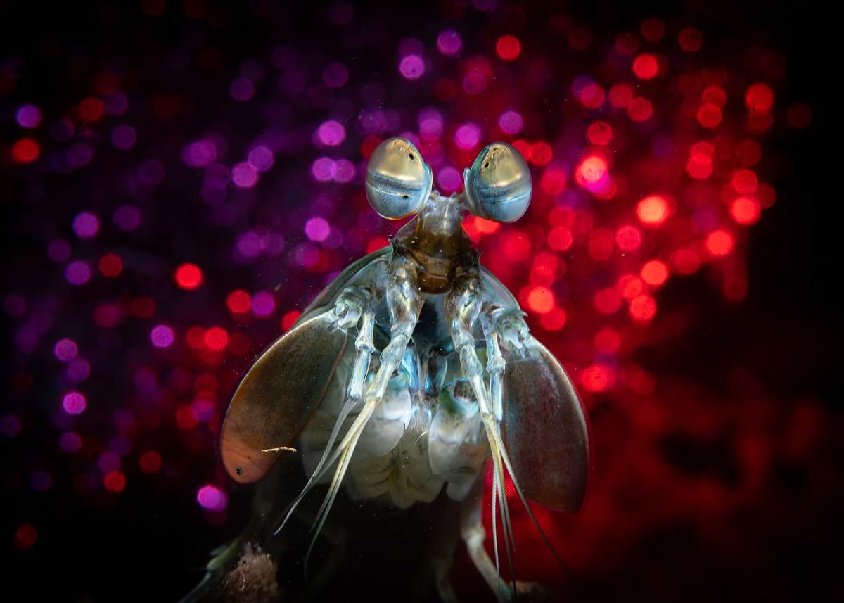 'Mantis Shrimp Bubble Bokeh' Poster, picture, metal print, paint by Aliens From The Deep Marco ...