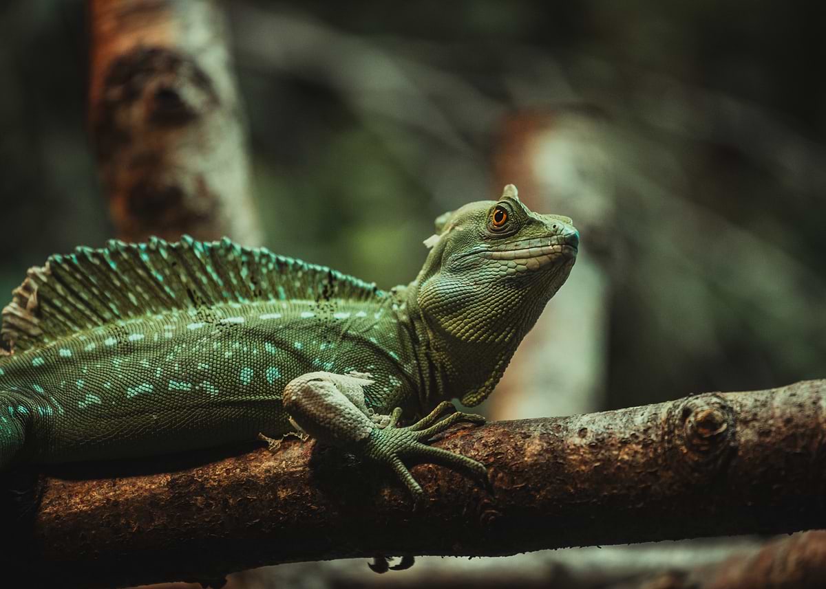 'Green Lizard on Branch' Poster, picture, metal print, paint by Mike ...