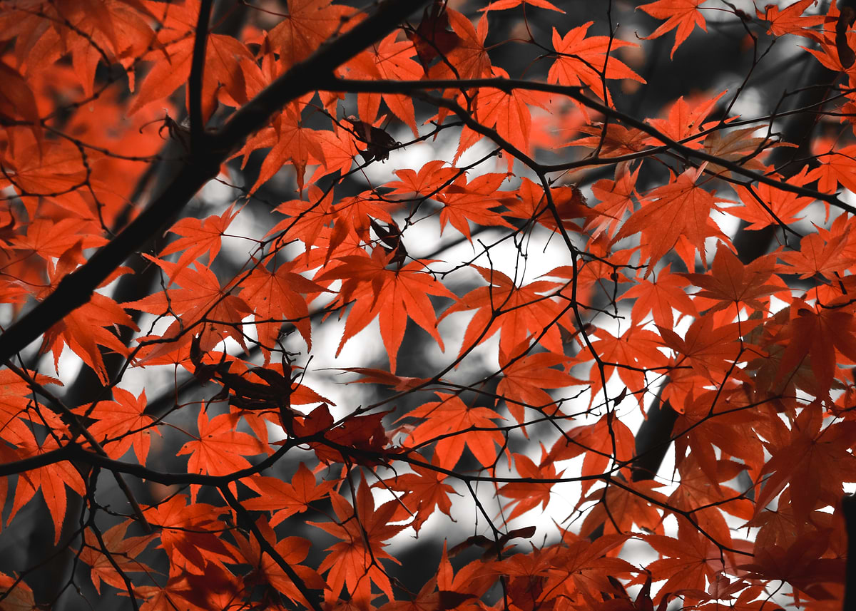 'Autumn Maple Leaves' Poster, picture, metal print, paint by andrea ...