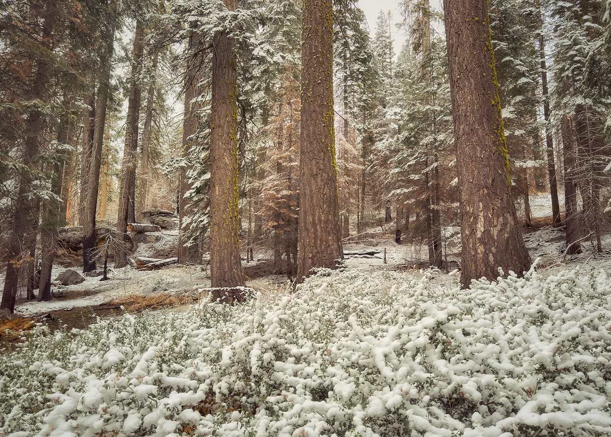 'Snowy Forest Landscape' Poster, picture, metal print, paint by ...
