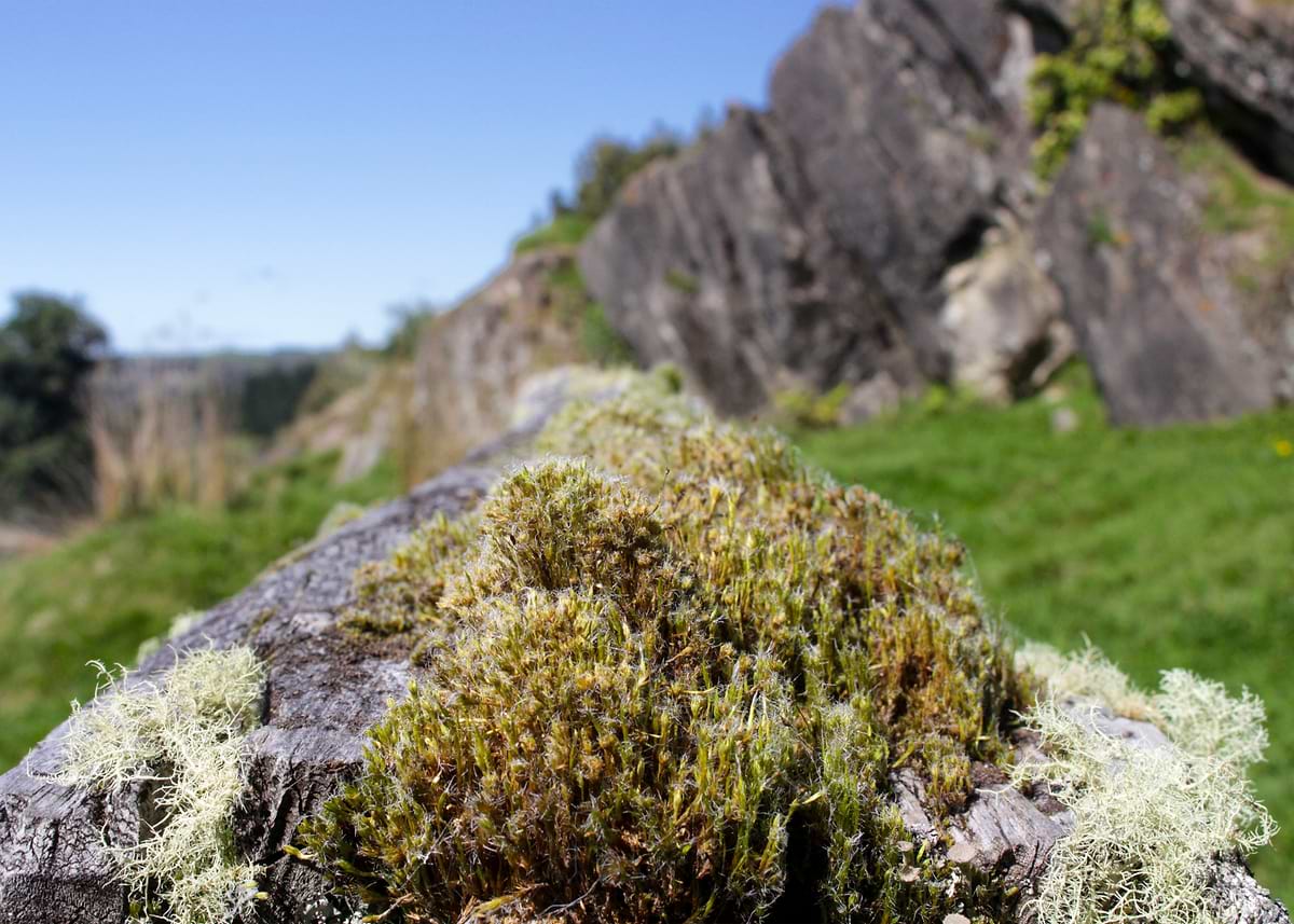 'Life is Everywhere' Poster, picture, metal print, paint by Kitchenator ...