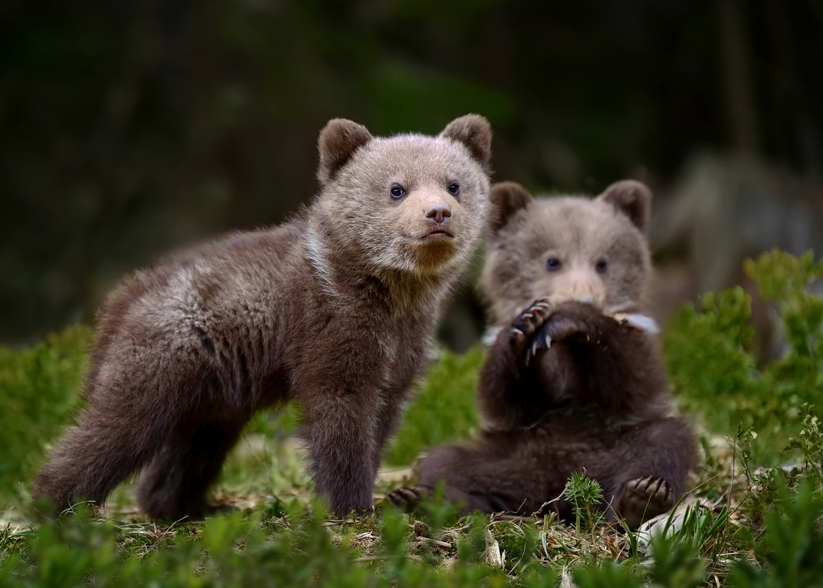 'Two Bear Cubs in Forest' Poster, picture, metal print, paint by ...