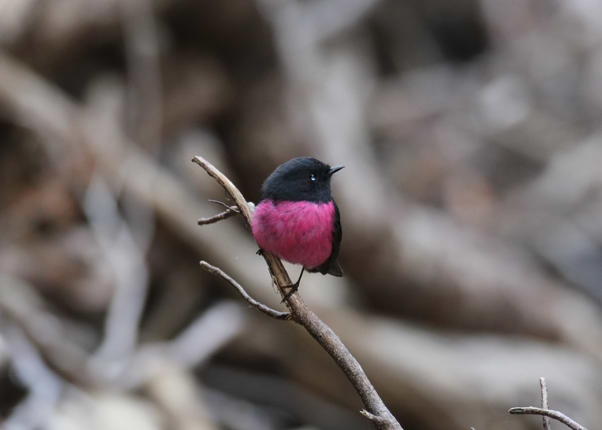 'Pink-breasted Robin on Branch' Poster, picture, metal print, paint by ...