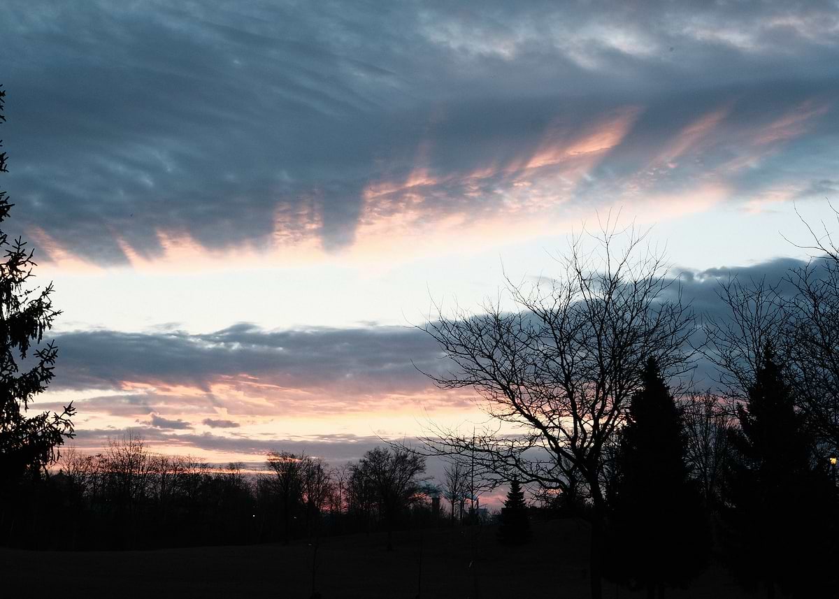 'Silhouetted Trees at Sunset' Poster, picture, metal print, paint by ...