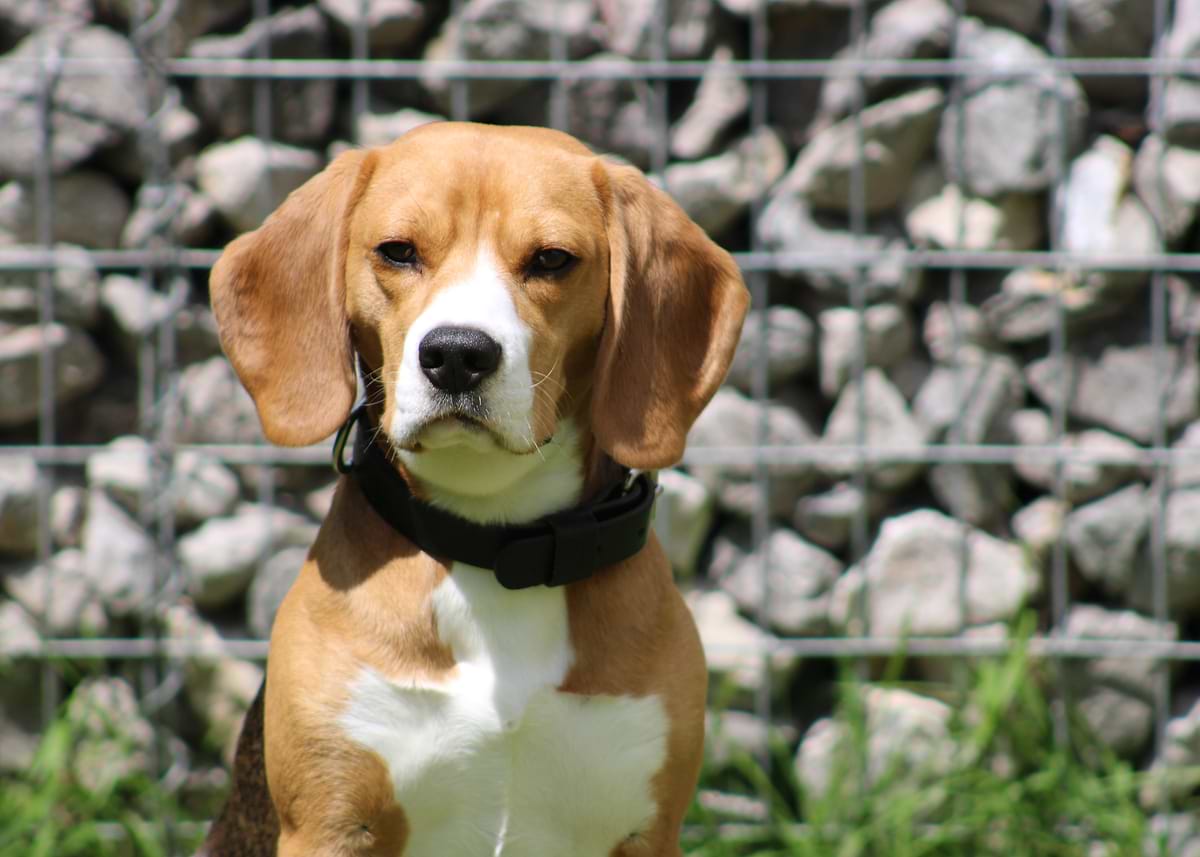 'Beagle Dog Portrait' Poster, picture, metal print, paint by Tom ...