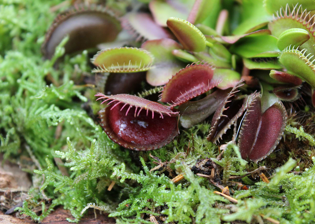 'Venus Flytrap Close-Up' Poster, picture, metal print, paint by ...