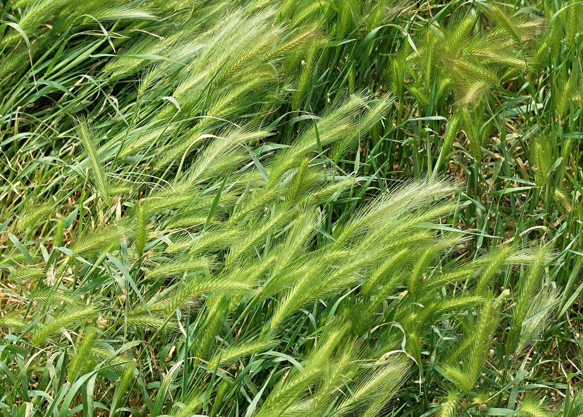 'Barley ' Poster, picture, metal print, paint by insideportugal | Displate