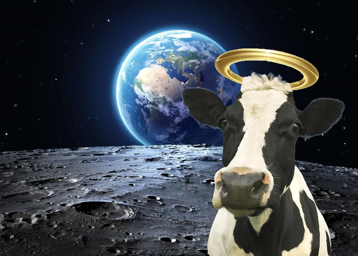 'Holy cow that's out of this world' Poster, picture, metal print, paint ...