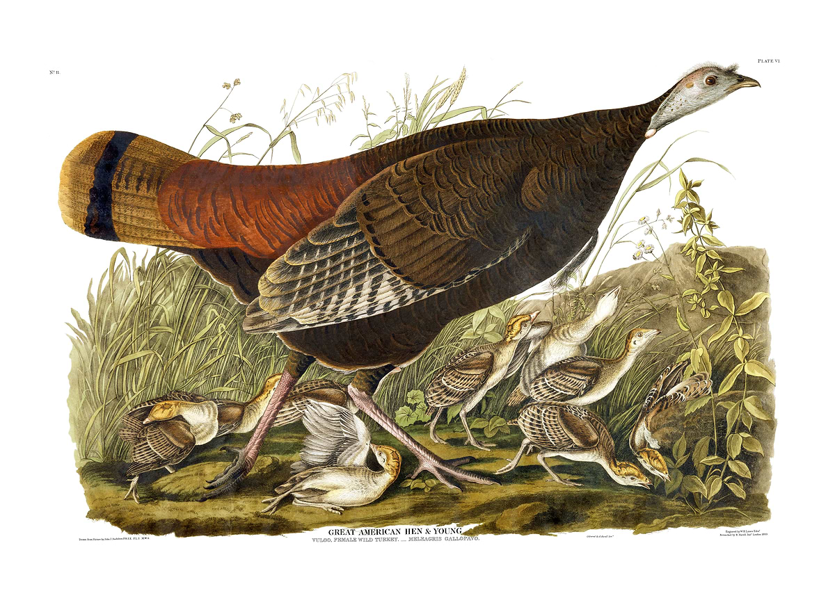 'The Birds of America - Great American Hen & Young' Poster, picture ...