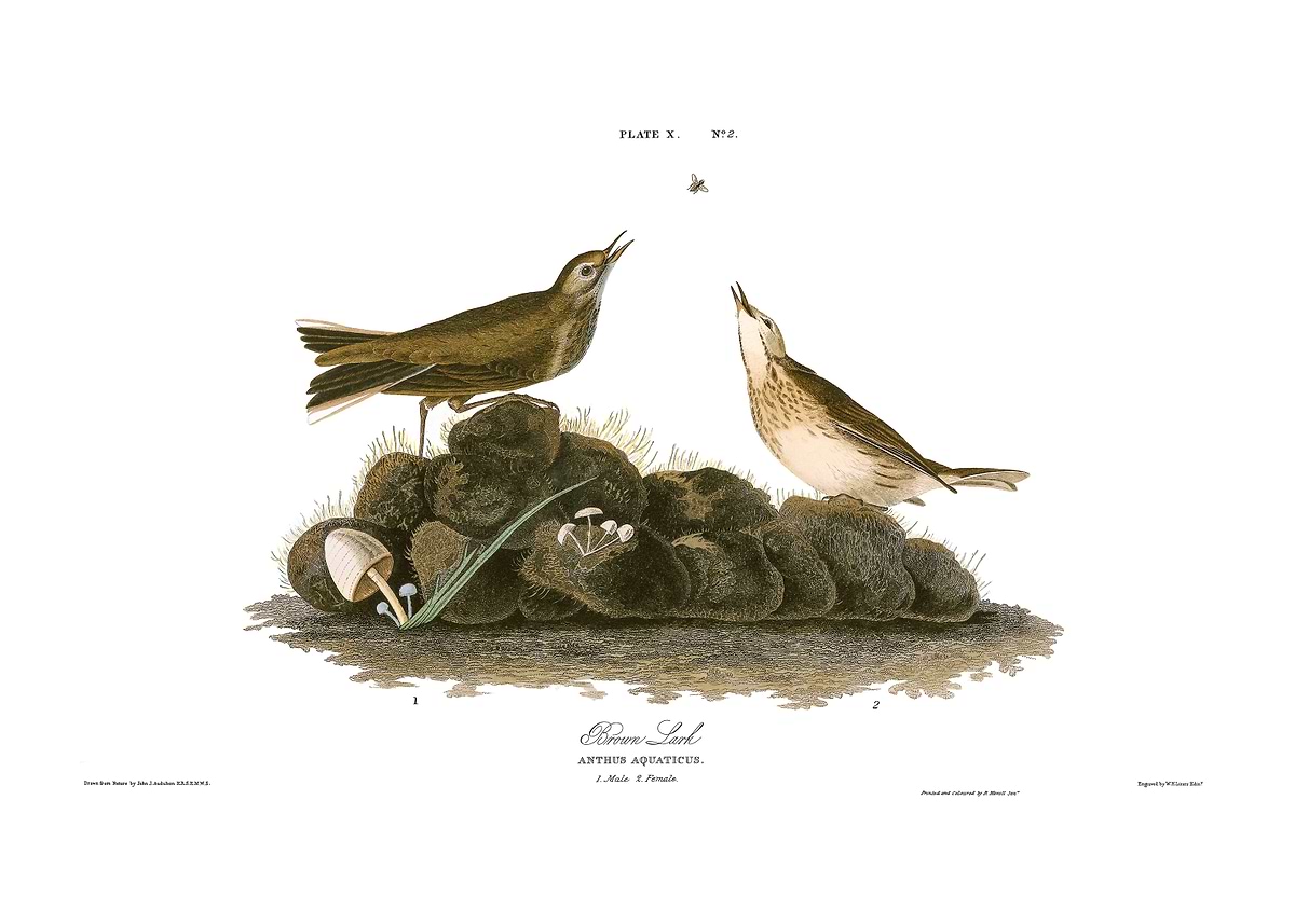 'Brown Lark' Poster, picture, metal print, paint by Colin Charisma ...