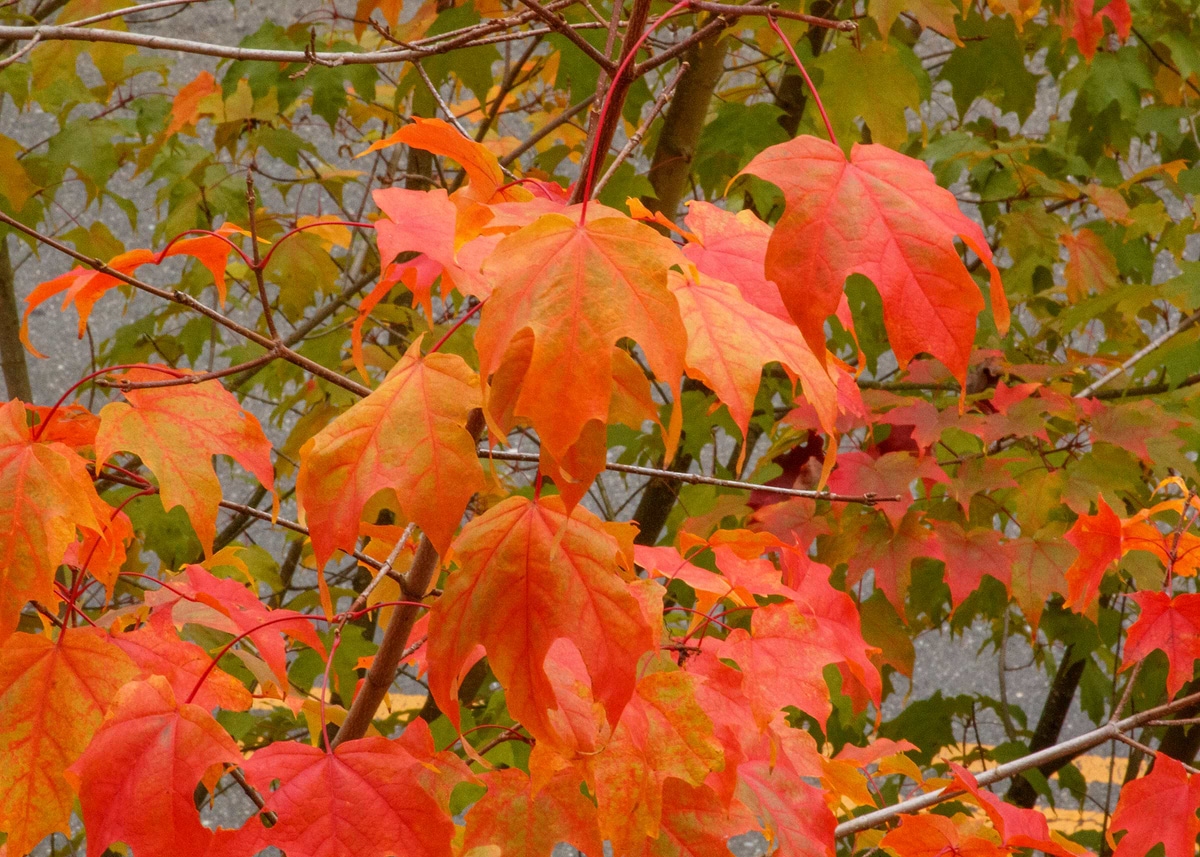 'Autumn Maple Leaves' Poster, picture, metal print, paint by Brian ...