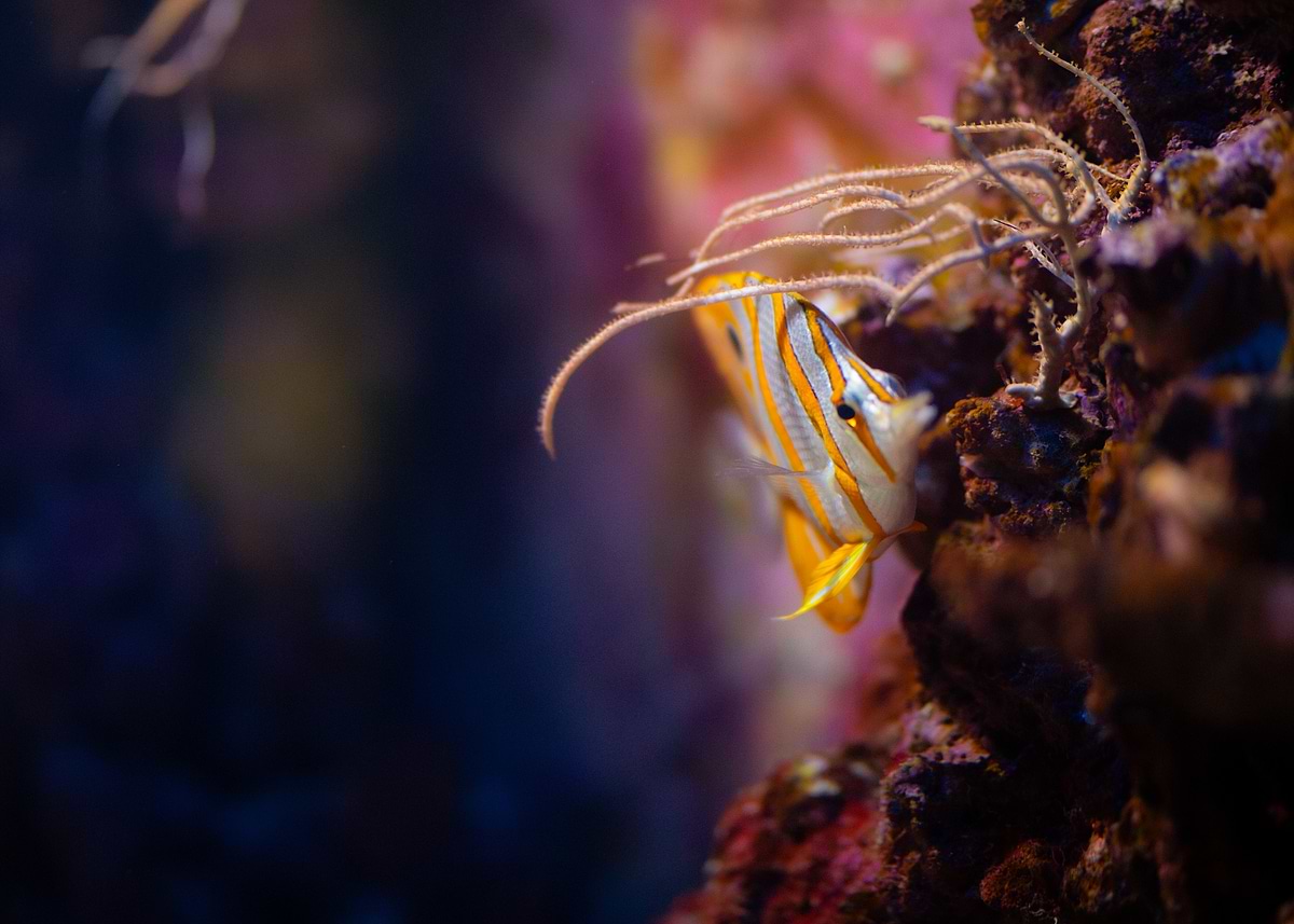 'Yellow and White Fish in Coral Reef' Poster, picture, metal print ...