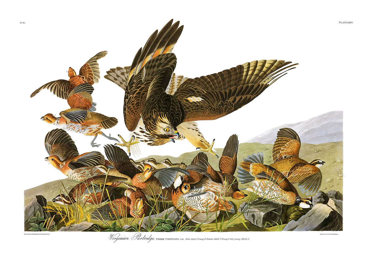 'The Birds of America - Virginian Partridge' Poster, picture, metal ...