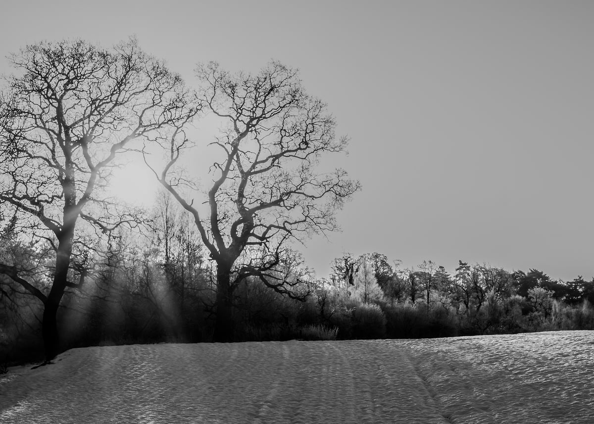 'Winter Sun Splitting Two Trees' Poster, picture, metal print, paint by ...