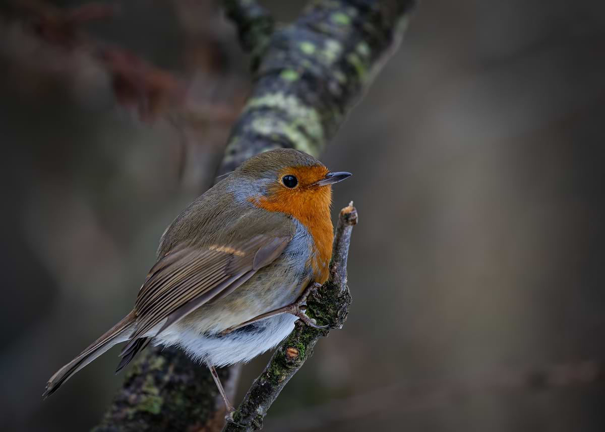 'Robin on Branch' Poster, picture, metal print, paint by HillViewStore ...