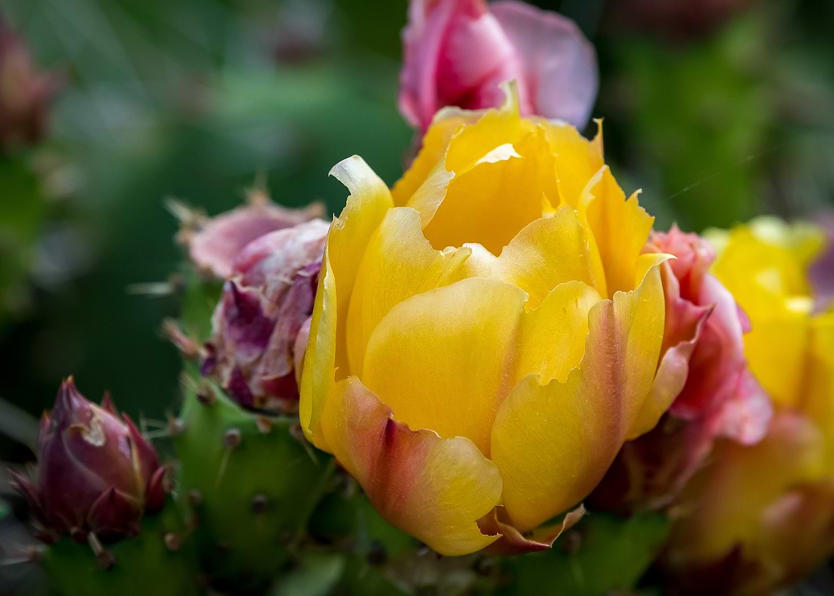 'Yellow Cactus Flower' Poster, picture, metal print, paint by Paul Diez ...