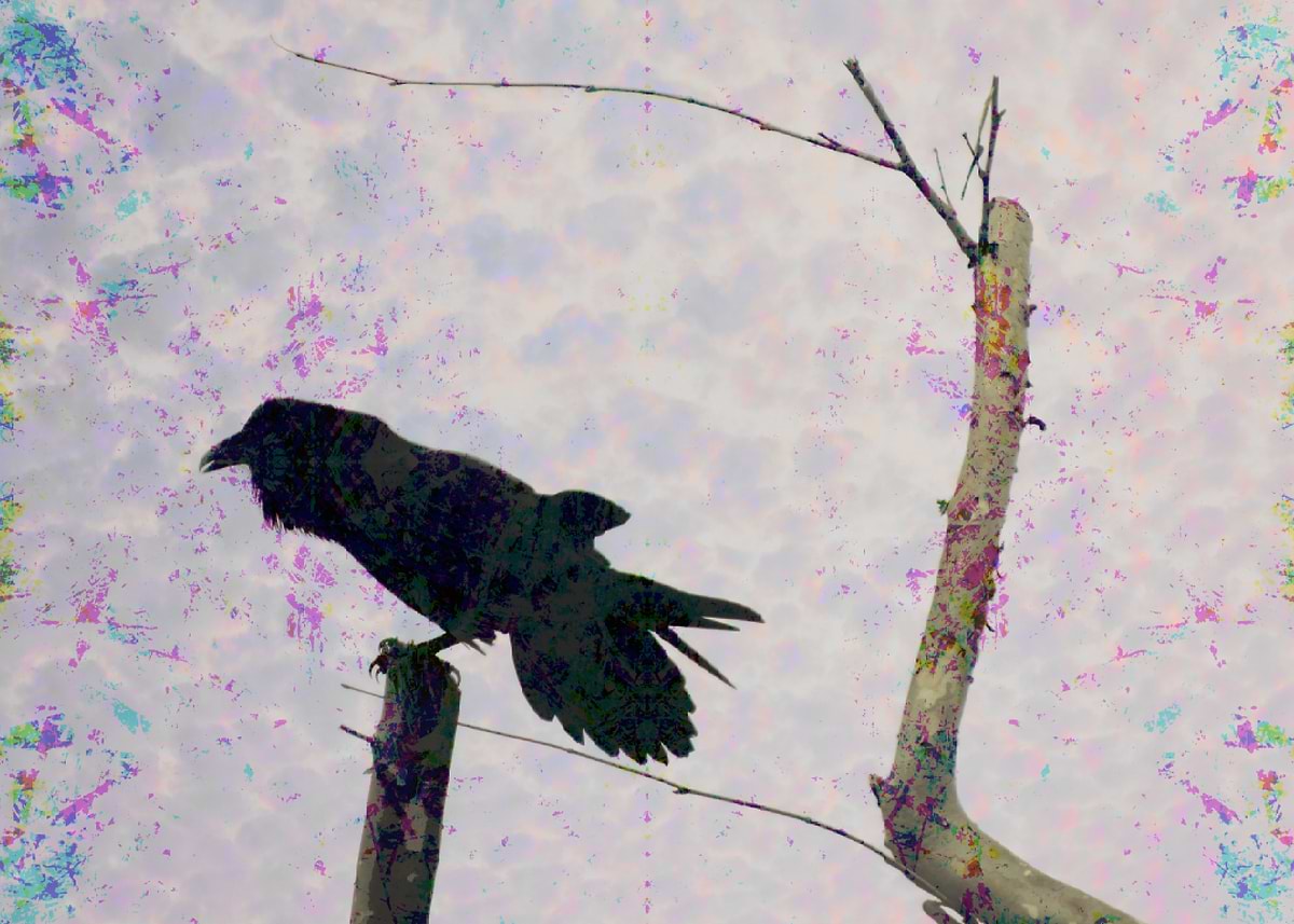 'Morning Crow' Poster, picture, metal print, paint by Robert Ball ...