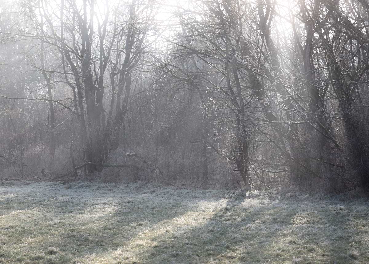 'Misty frosty Forest Clearing' Poster, picture, metal print, paint by ...