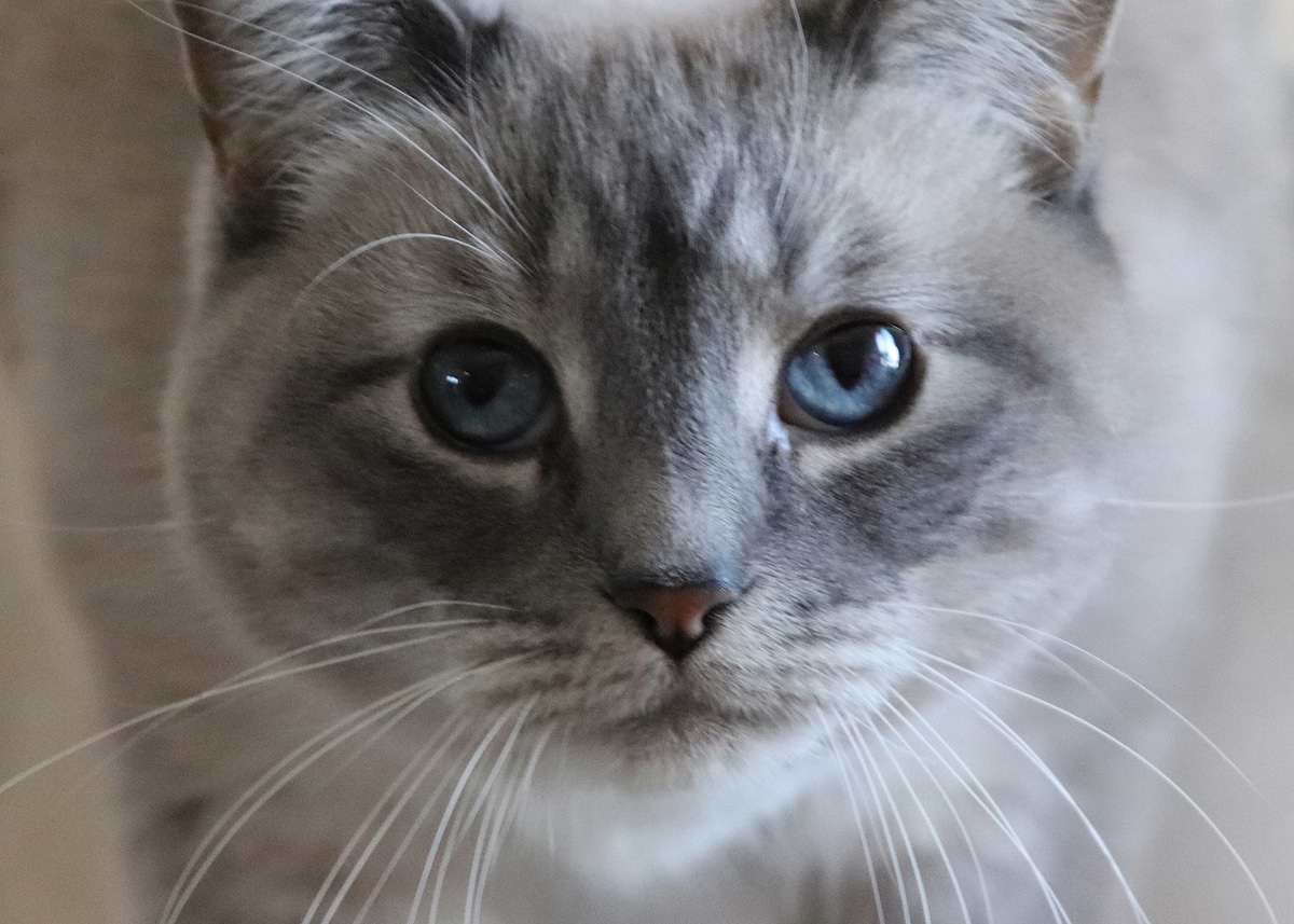 'Close-up of a Cat's Face' Poster, picture, metal print, paint by Jeff ...