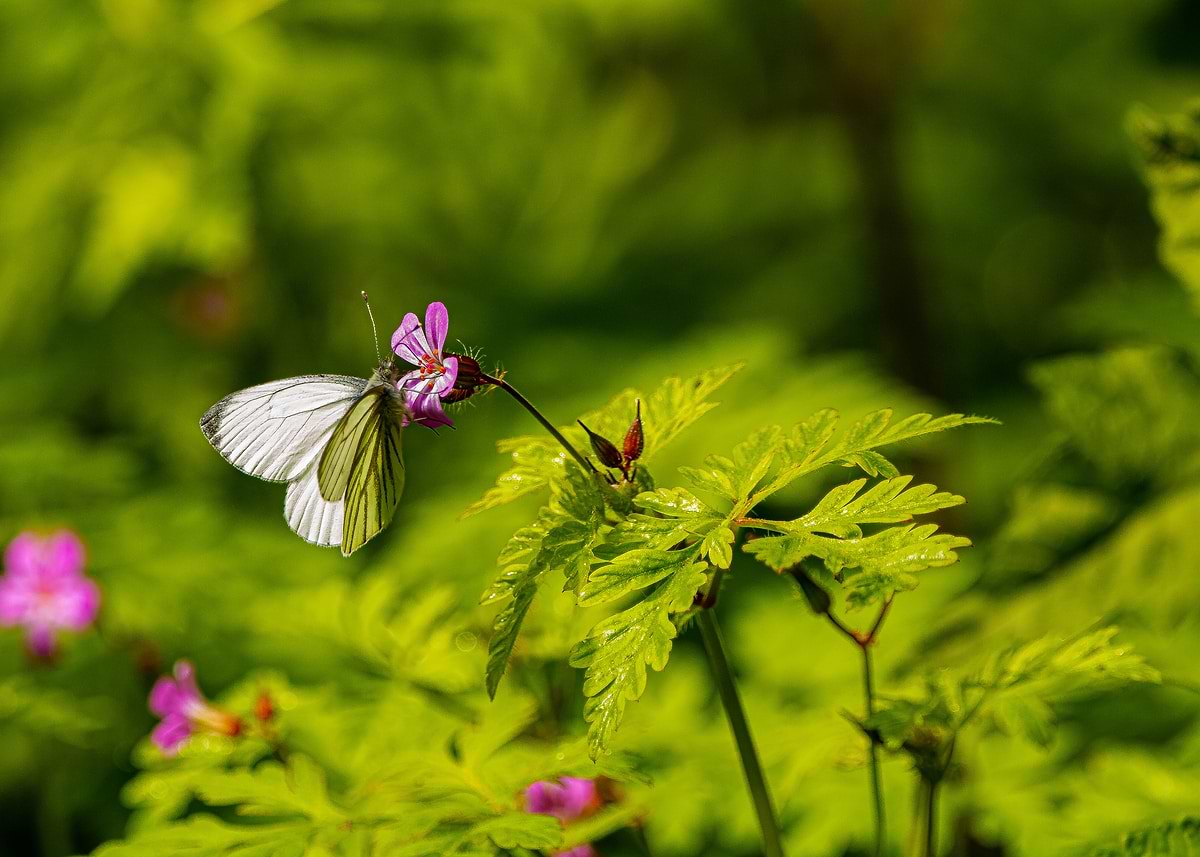 'Butterfly on Flower' Poster, picture, metal print, paint by Theph ...