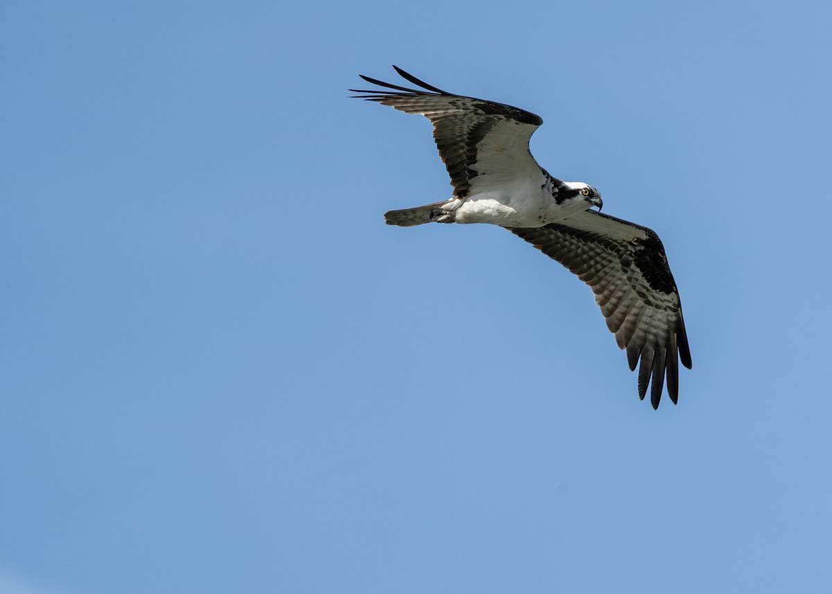 'Osprey in Flight' Poster, picture, metal print, paint by Greg | Displate