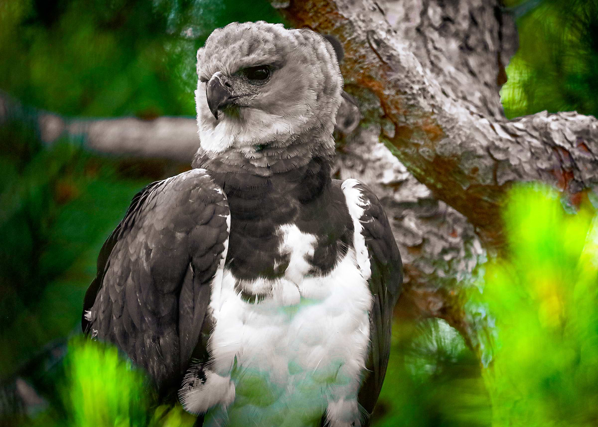 'Harpy Eagle in Forest' Poster, picture, metal print, paint by ...